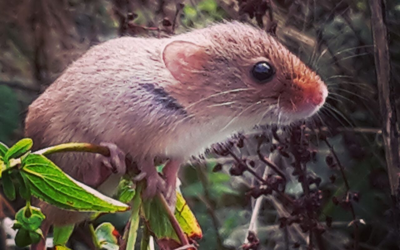 harvest mice al fresco - wildlife cameraman cinematographer