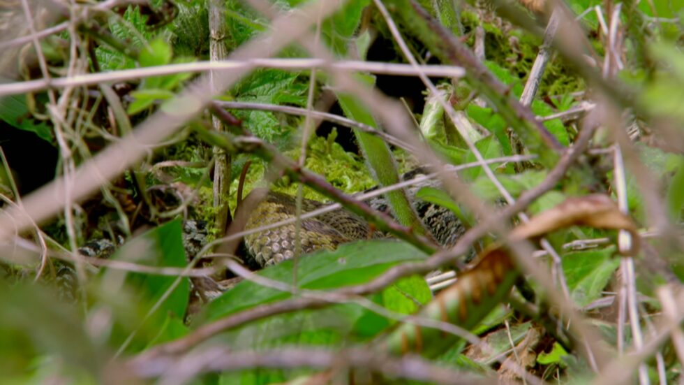 The Elusive Adder - wildlife cameraman cinematographer